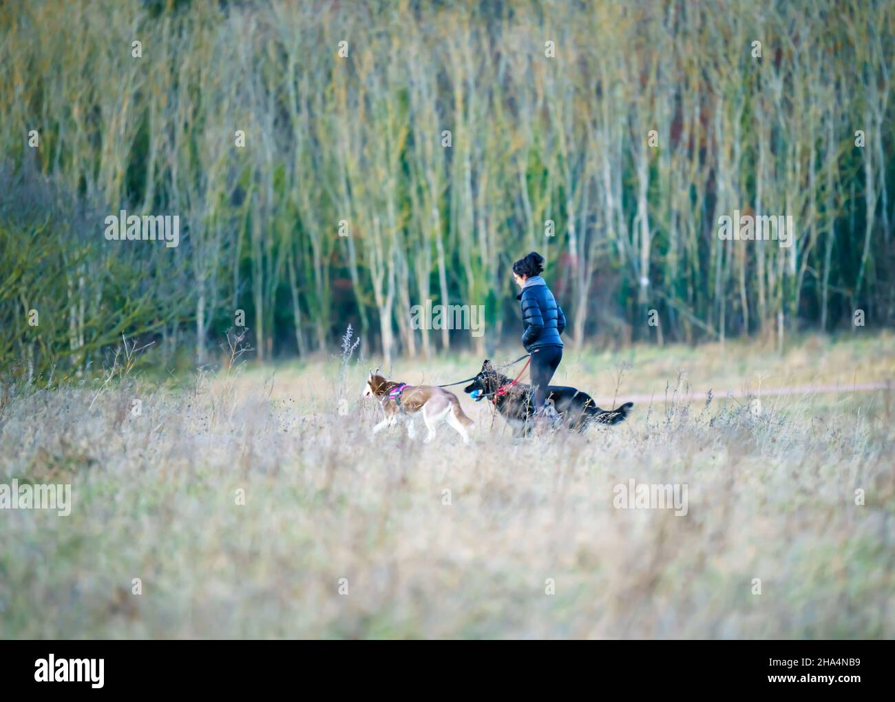 a lady walking two dogs on leads across green field with woodland ...