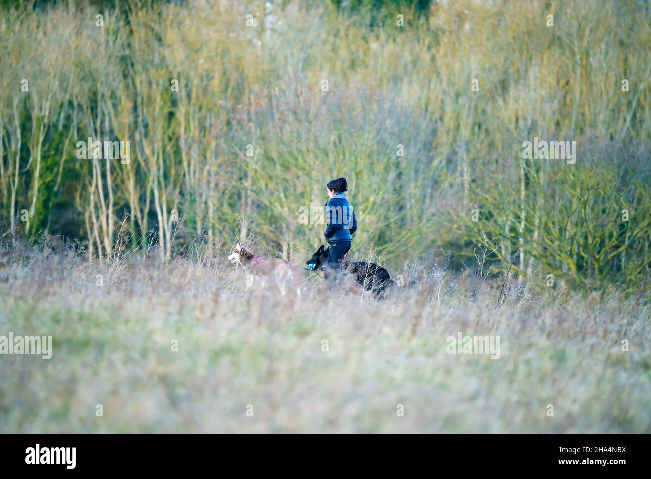 a lady walking two dogs on leads across green field with woodland ...