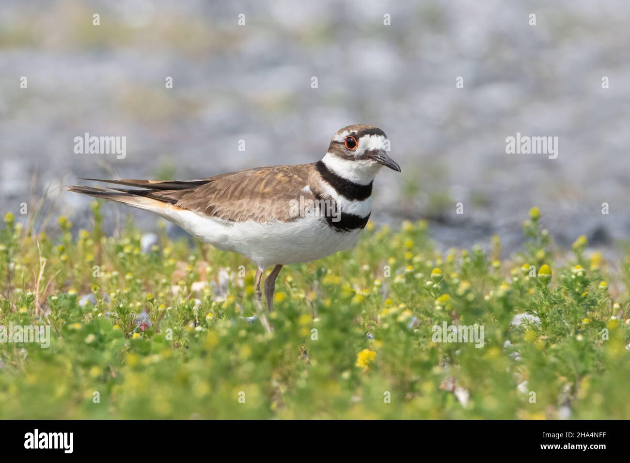 Killdeer plover bird standing in field of Rayless Chamomile yellow ...