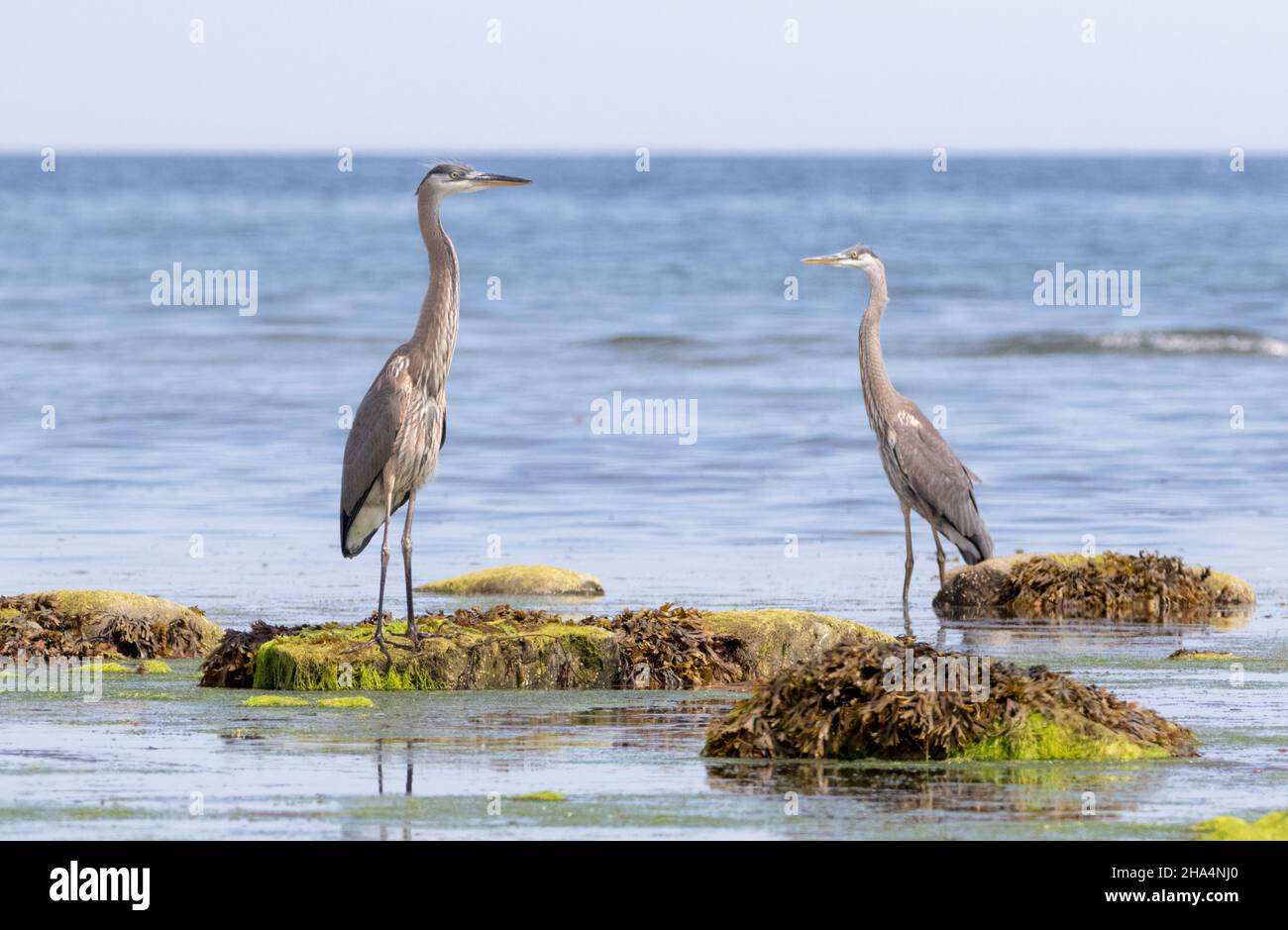 Two Great Blue Heron birds standing in shallow water at low tide Stock ...