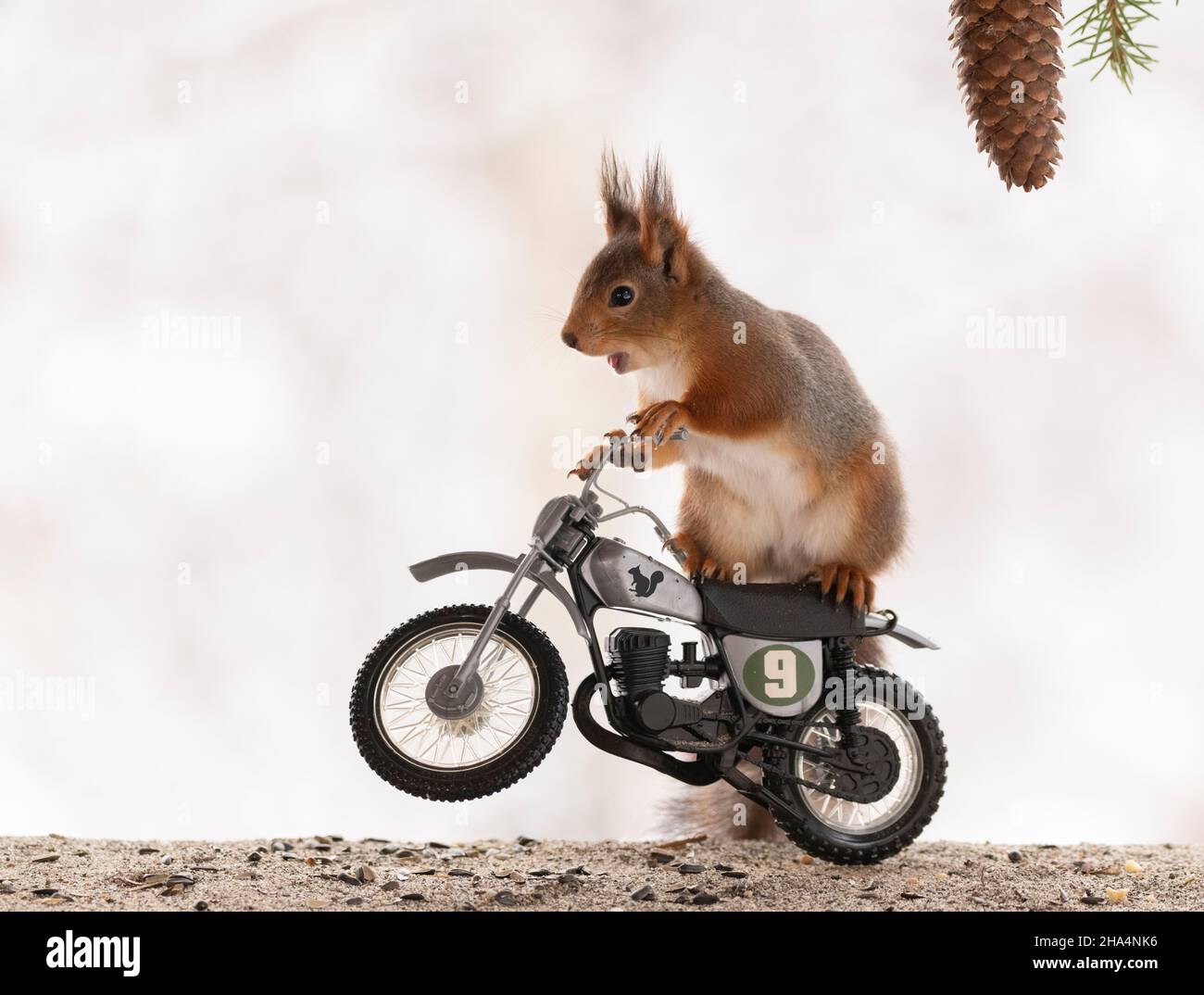 Animal riding a bike hi-res stock photography and images - Alamy