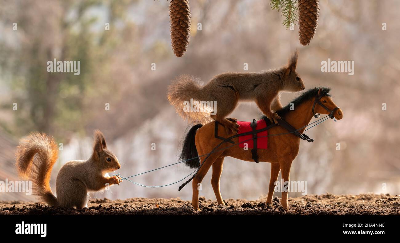 red squirrels stand with a horse Stock Photo - Alamy