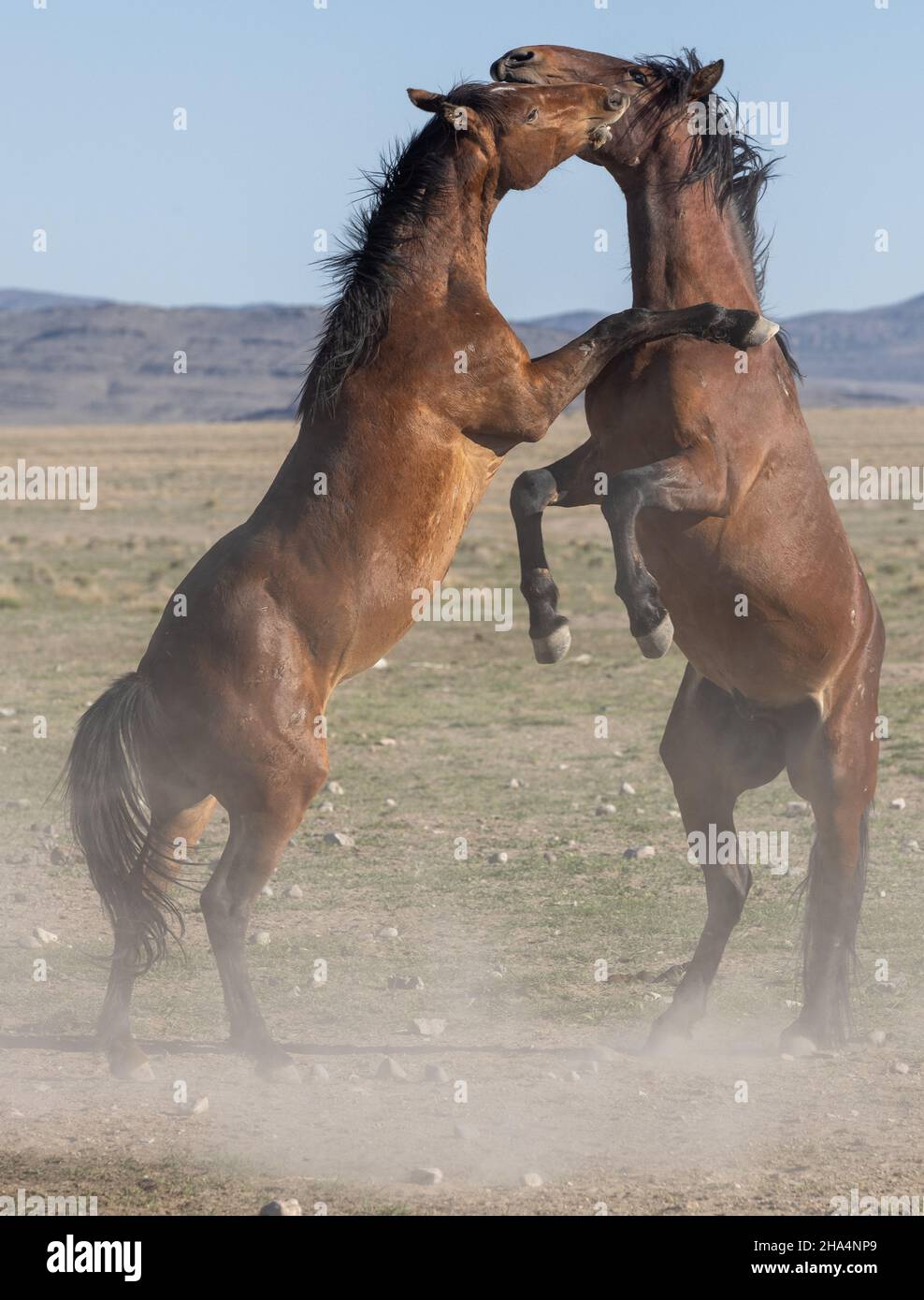 Pair of Wild Horse Stallions Fighting in the Utah Desert Stock Photo ...