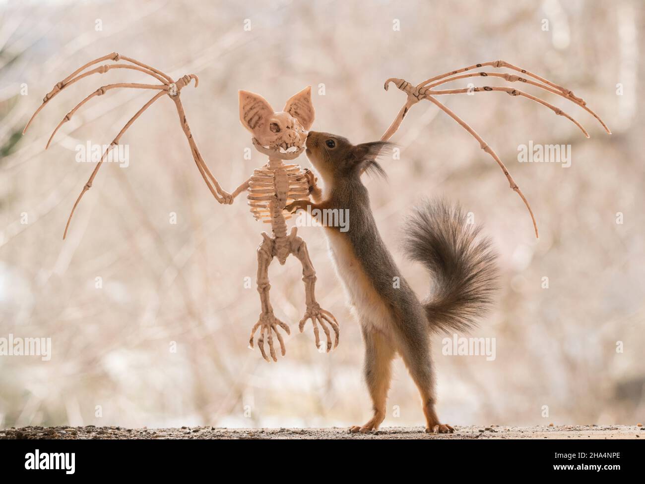 red squirrel standing on a skeleton bat Stock Photo - Alamy