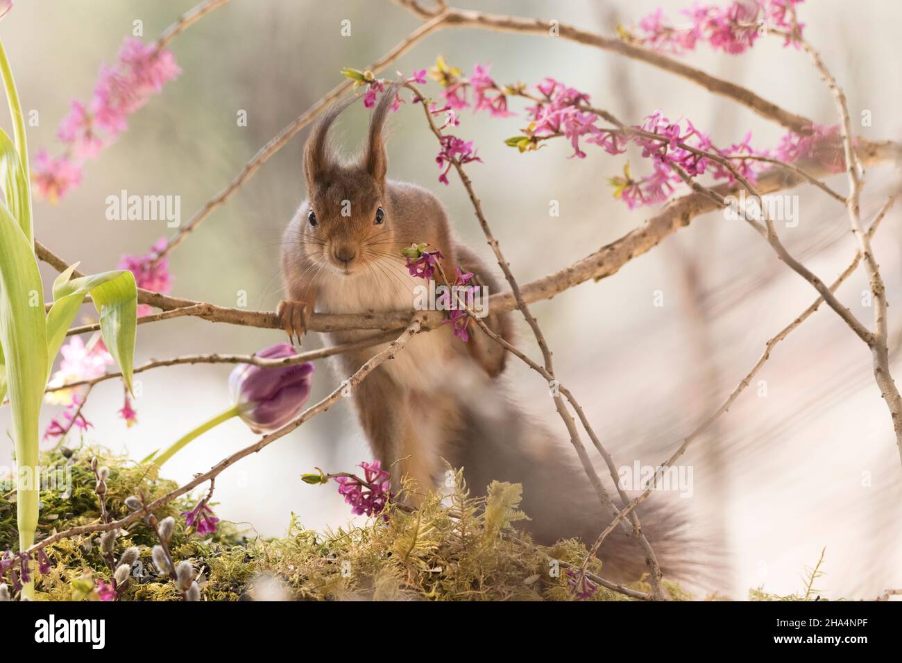 Daphne tree hi-res stock photography and images - Alamy