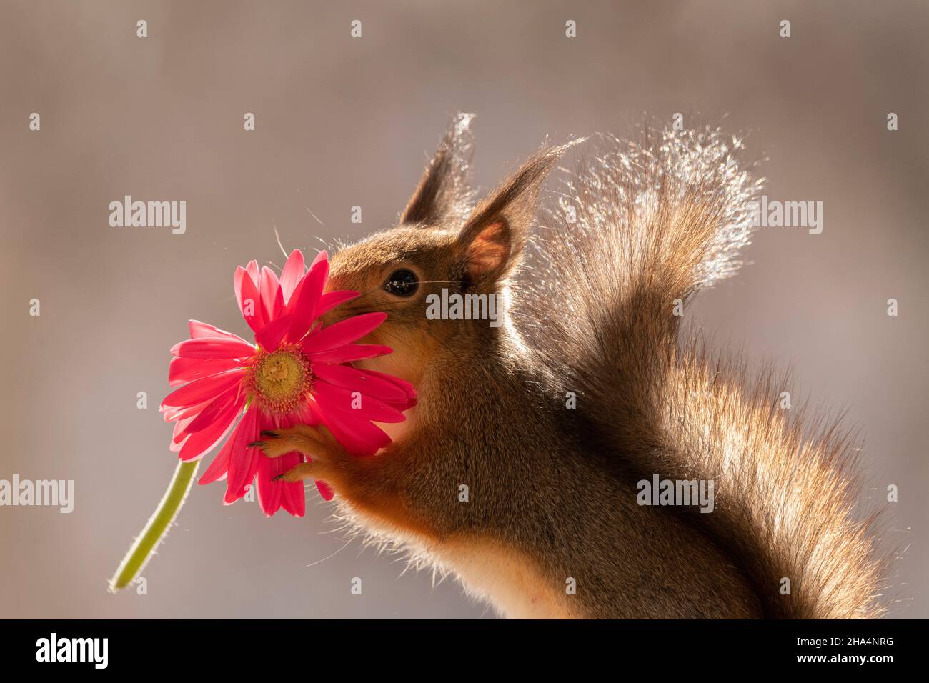 red squirrel holding an red daisy Stock Photo - Alamy