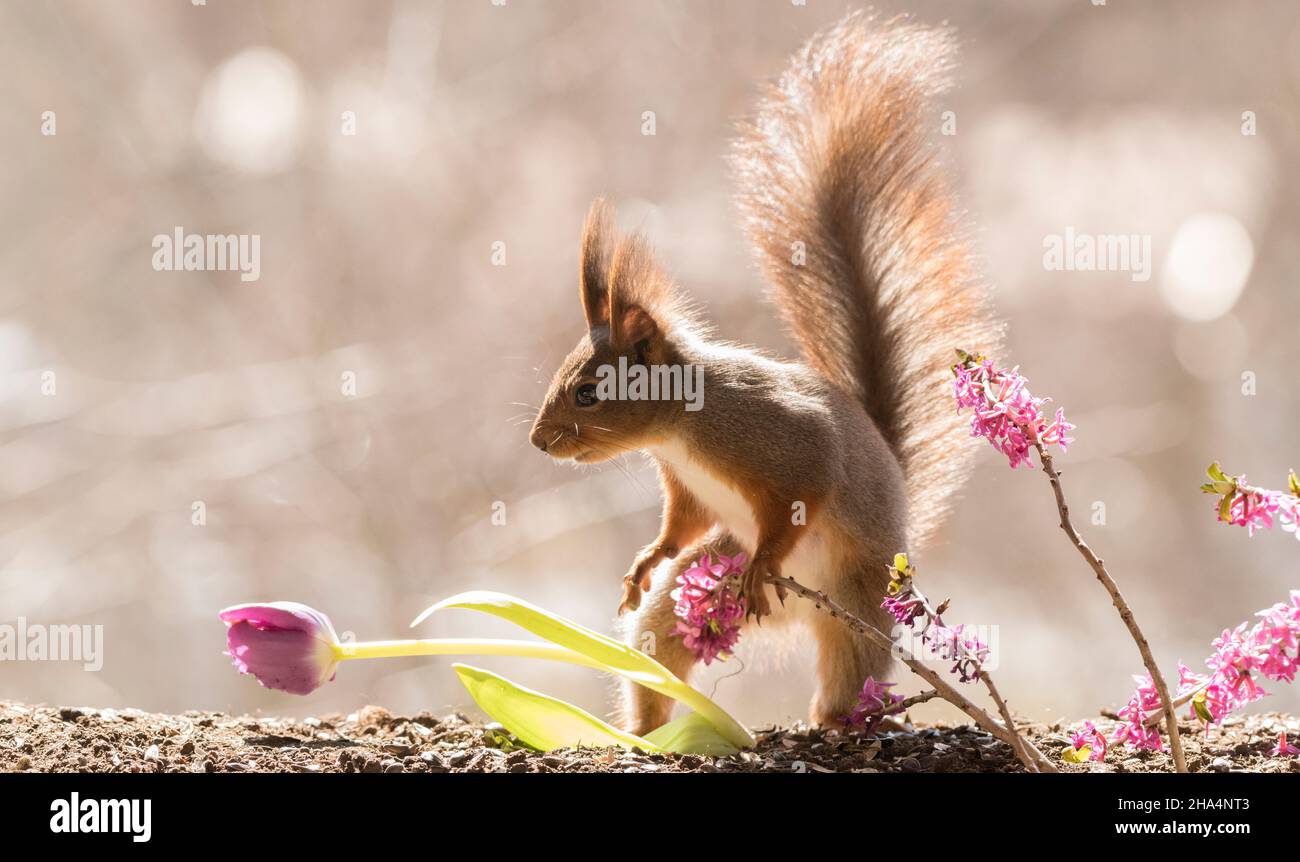 red squirrel standing with daphne mezereum flower branches and a tulip ...