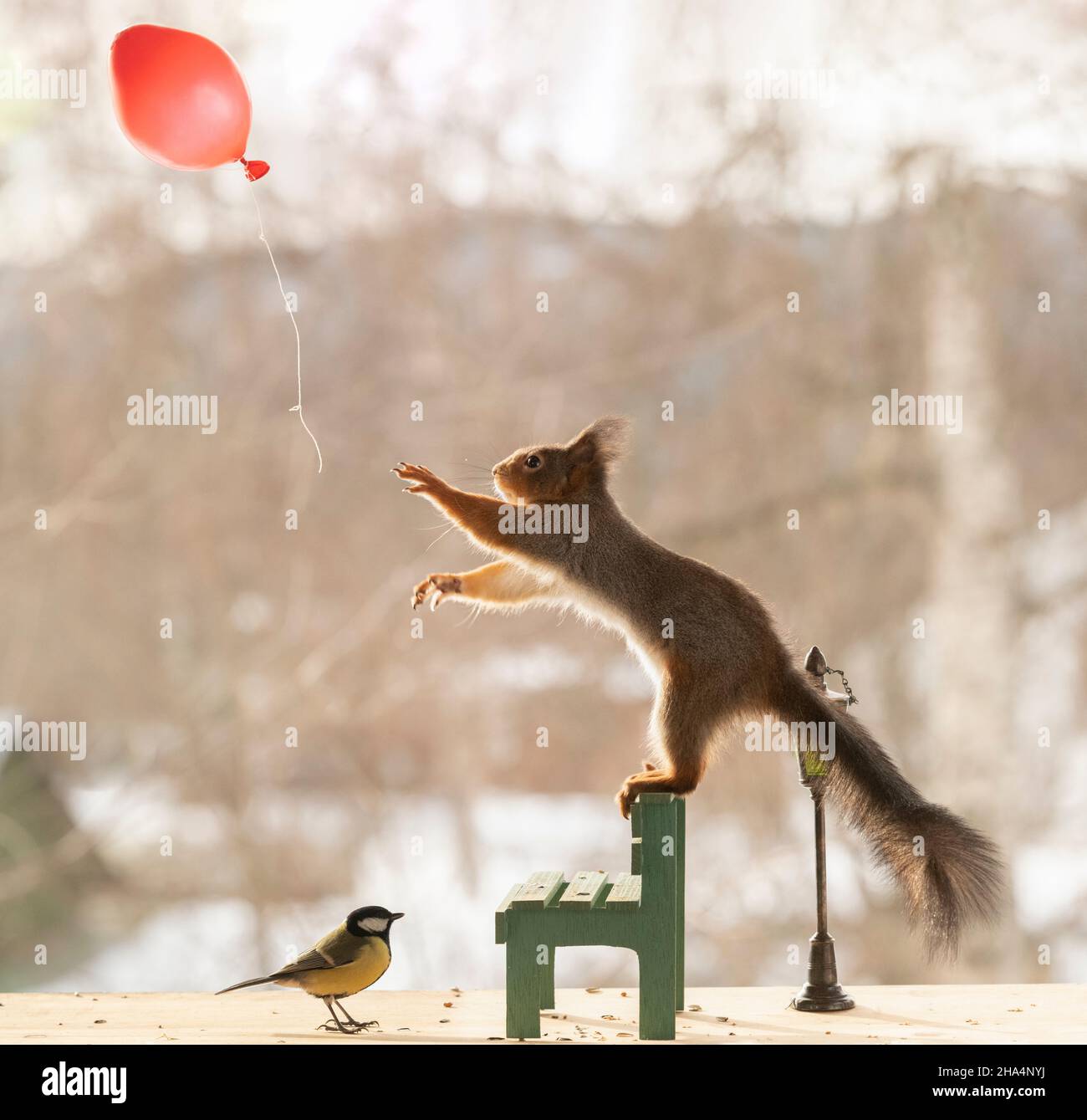 red squirrel is standing with great tit,balloon,a bench and lantern ...