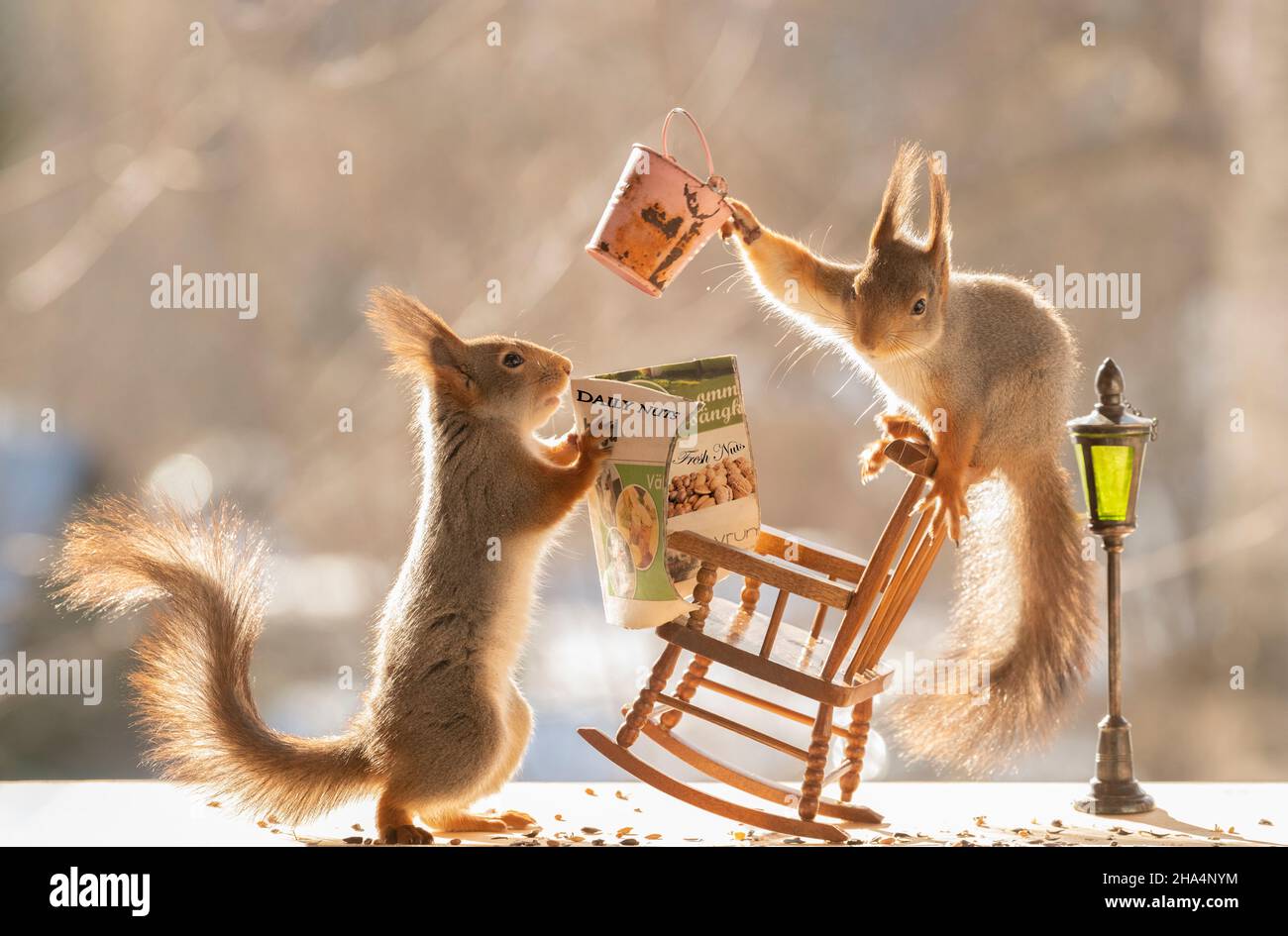 red squirrel is standing on a rocking chair another holding a newspaper ...