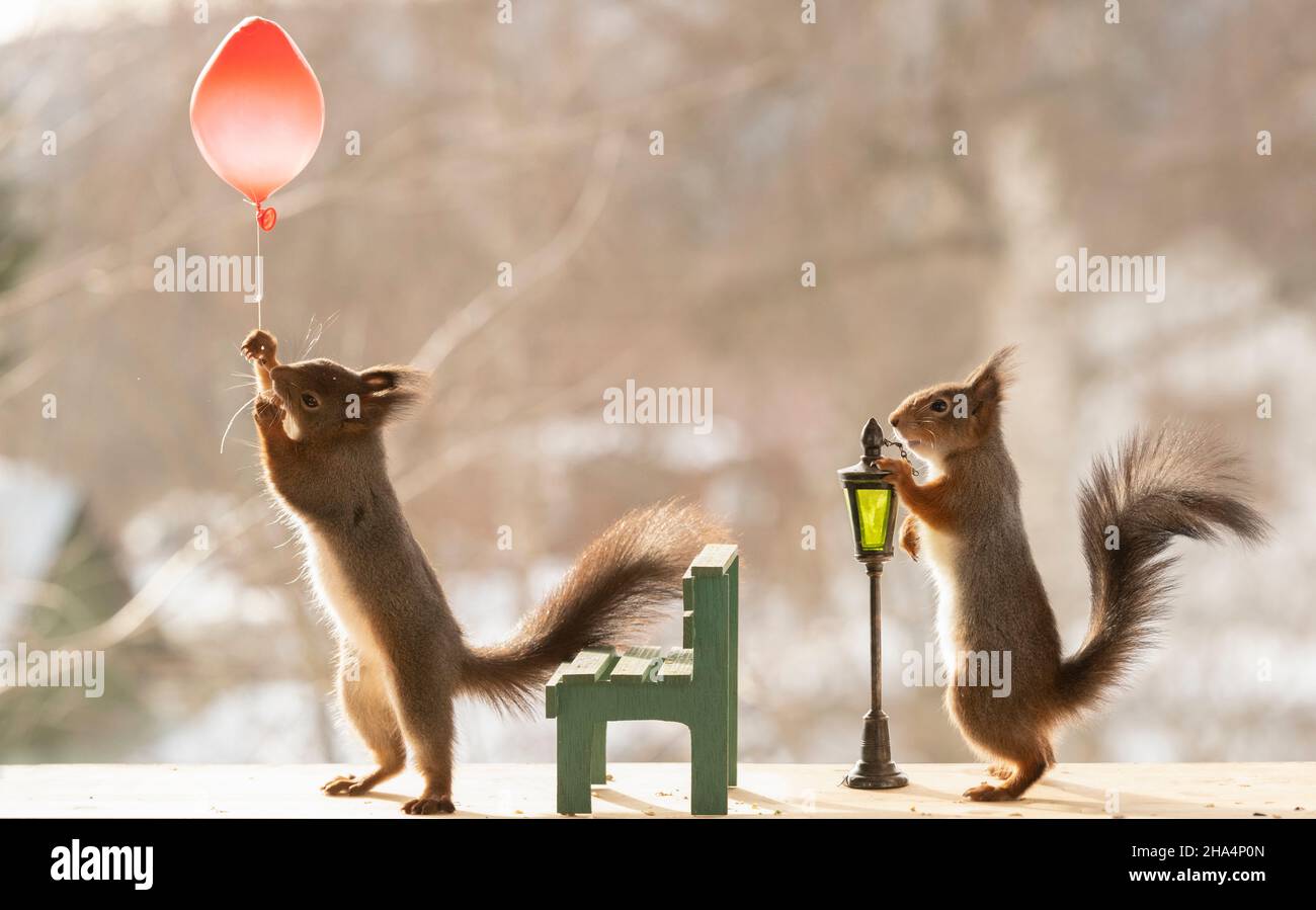 red squirrel is standing with balloon,a bench and lantern Stock Photo ...