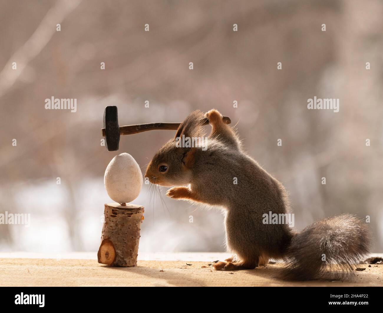 Red squirrel holding an hammer with egg hi-res stock photography and ...