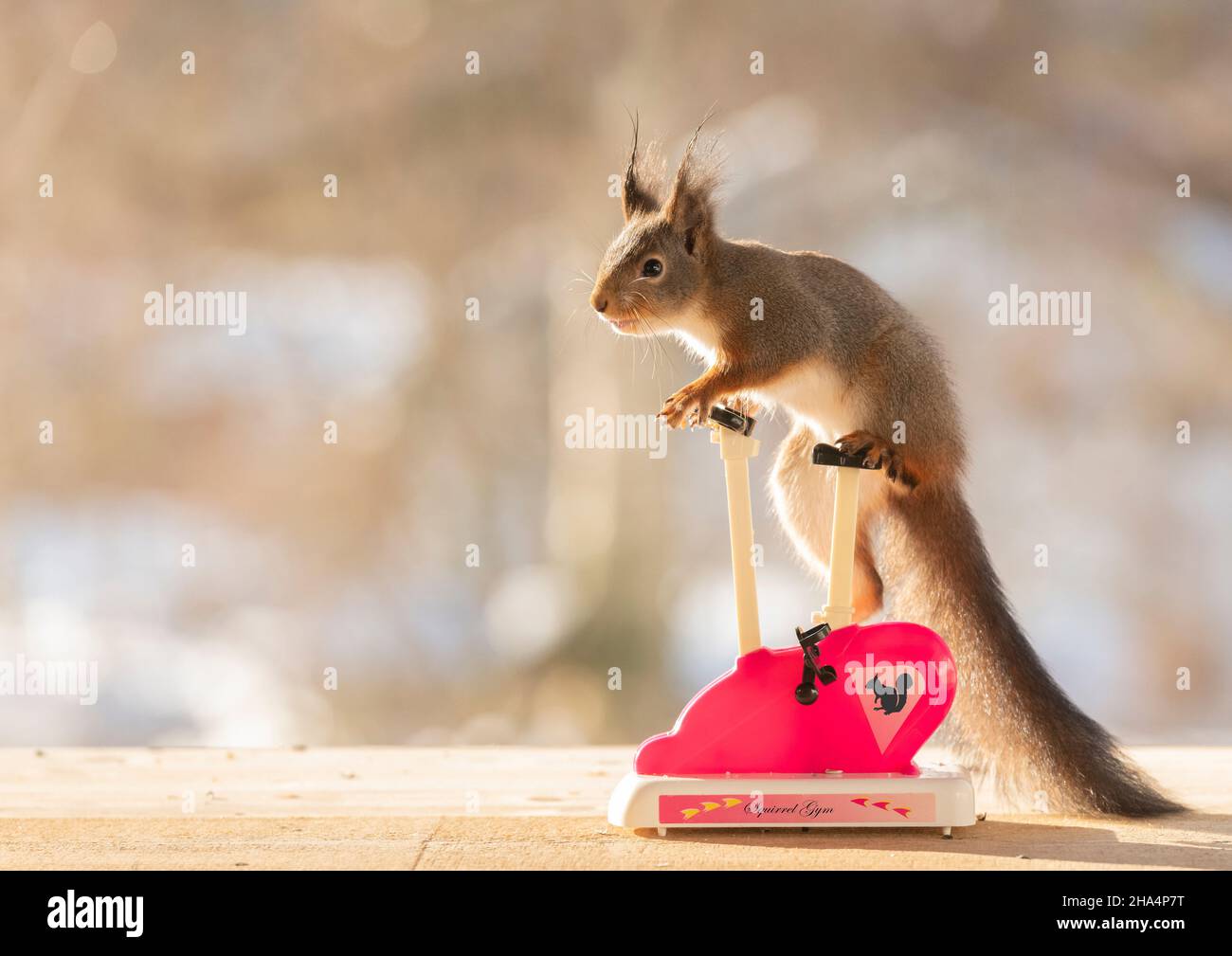 Exercise on a bike hi-res stock photography and images - Alamy