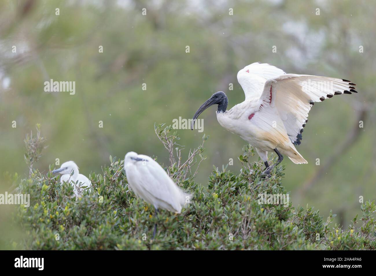 Threskiornis aethiopicus African Sacred Ibis in close view with Little ...