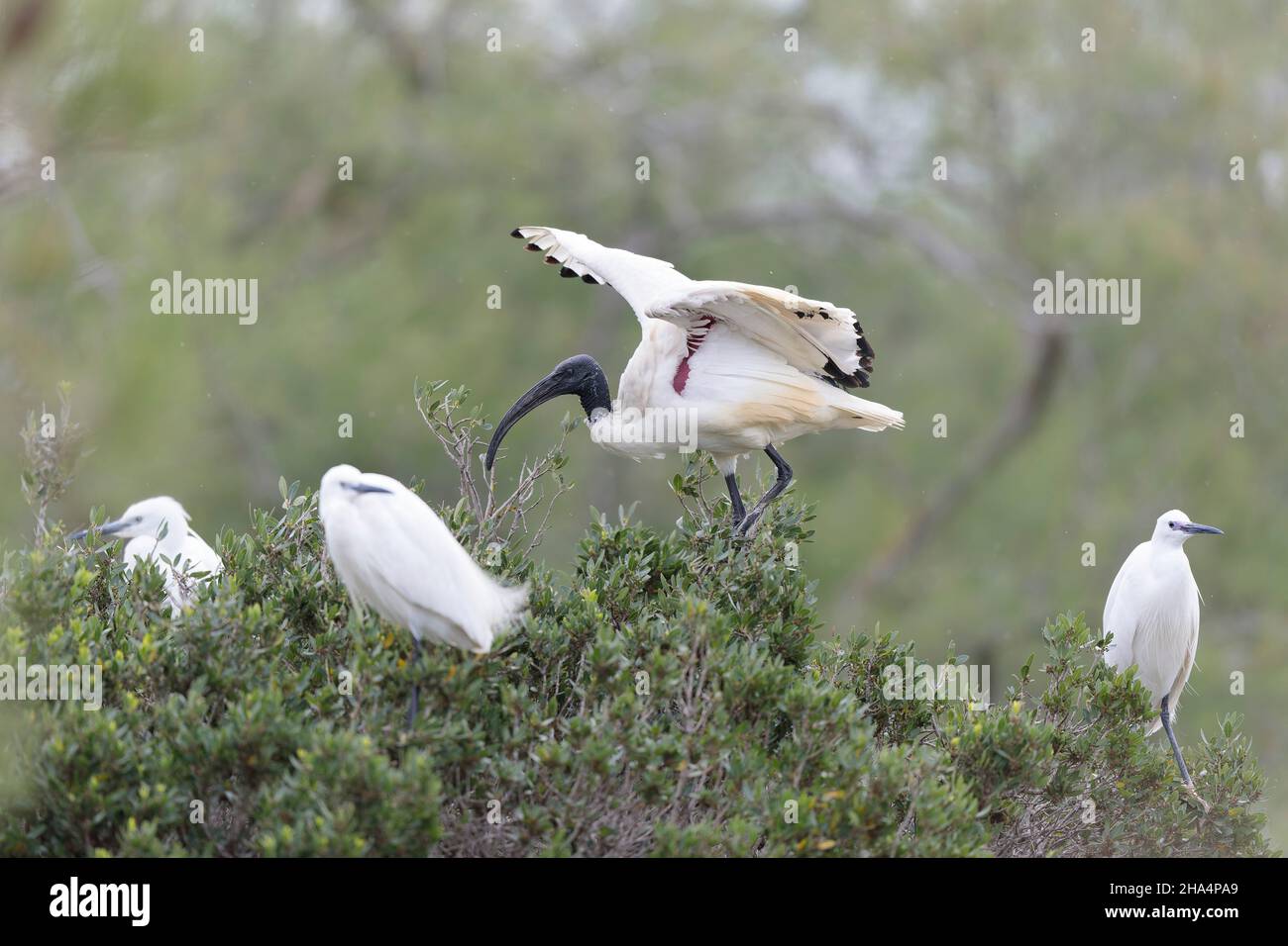 Threskiornis aethiopicus African Sacred Ibis in close view with Little ...