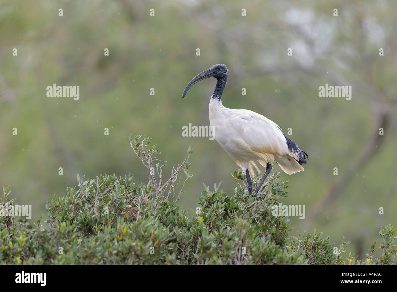 Threskiornis aethiopicus African Sacred Ibis in close view with Little ...