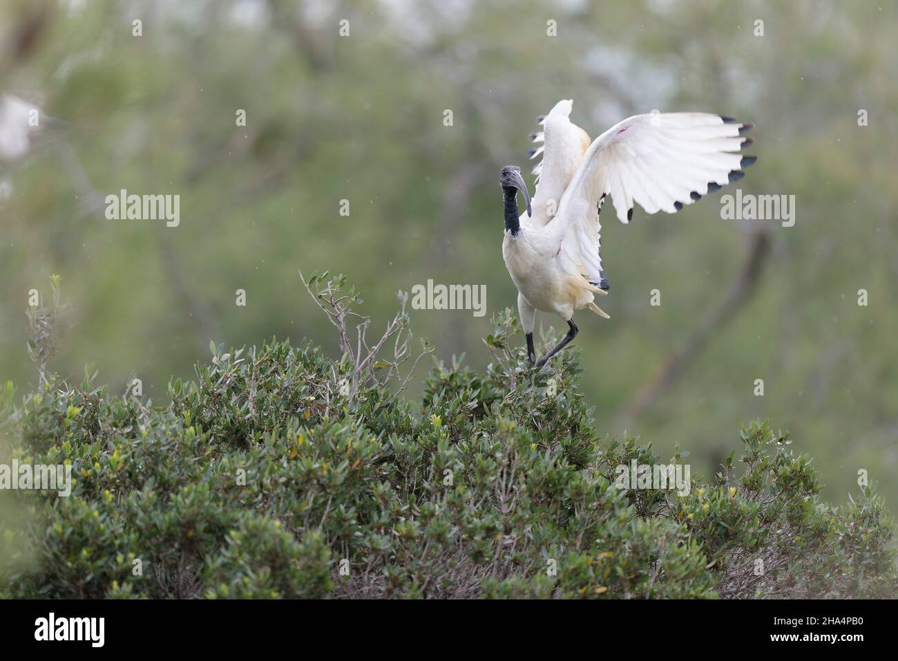 Threskiornis aethiopicus African Sacred Ibis in close view with Little ...