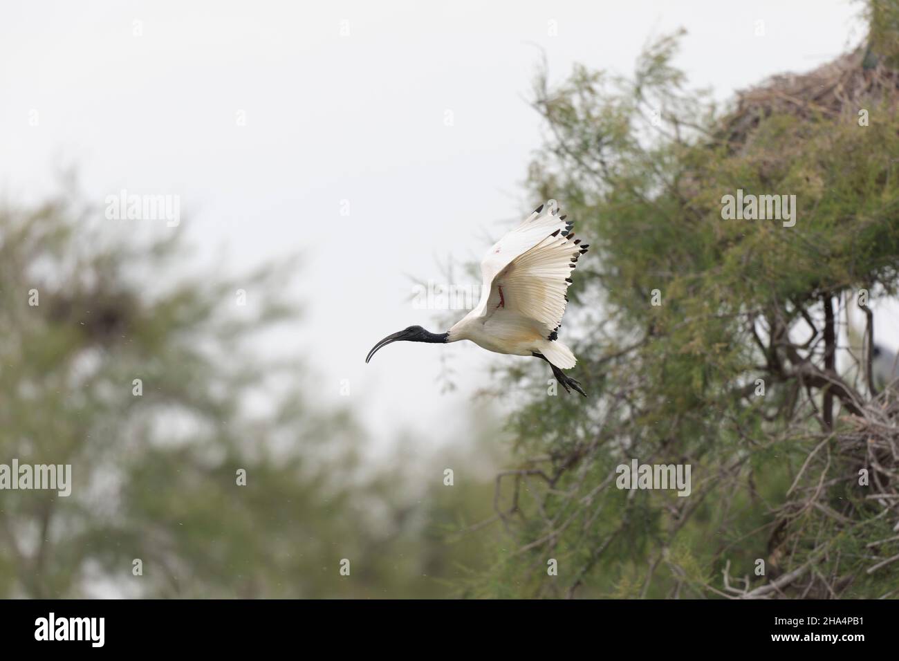 Threskiornis aethiopicus African Sacred Ibis in close view with Little ...