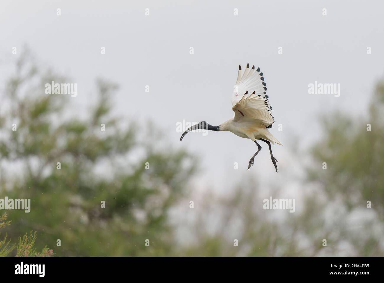 Threskiornis aethiopicus African Sacred Ibis in close view with Little ...