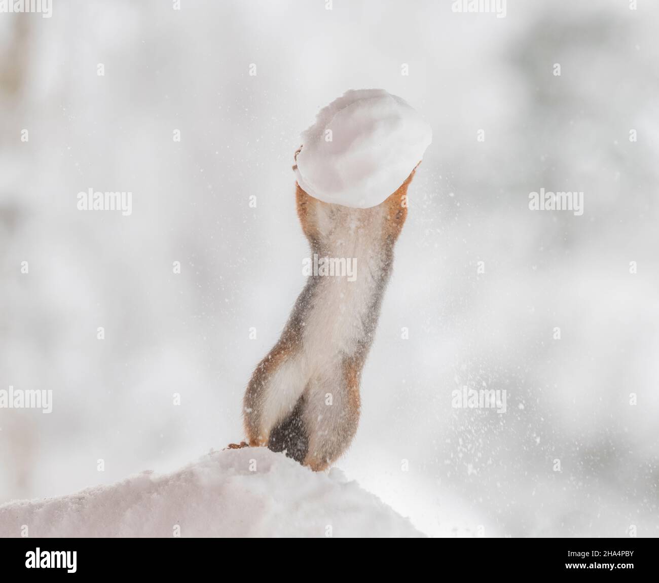red squirrel,sciurus vulgaris is holding an snowball Stock Photo - Alamy