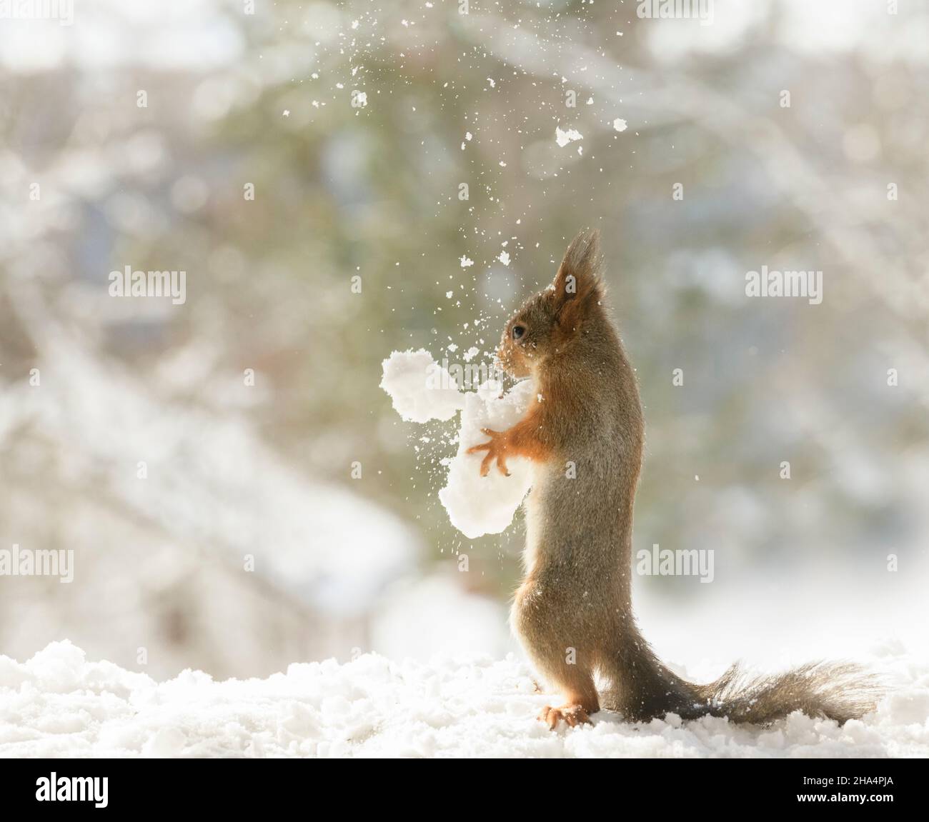 red squirrel is holding an exploding snowball Stock Photo - Alamy