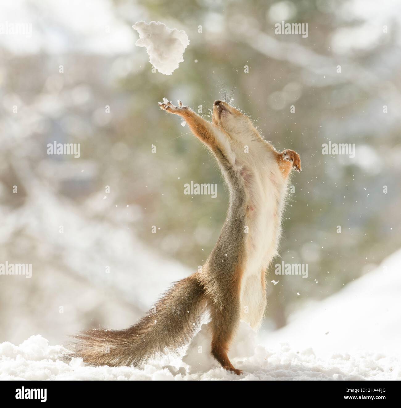 Make a snowball hi-res stock photography and images - Alamy