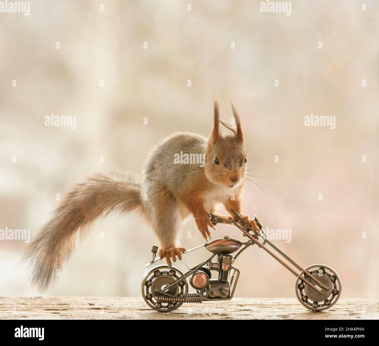Squirrel motorcycle hi-res stock photography and images - Alamy