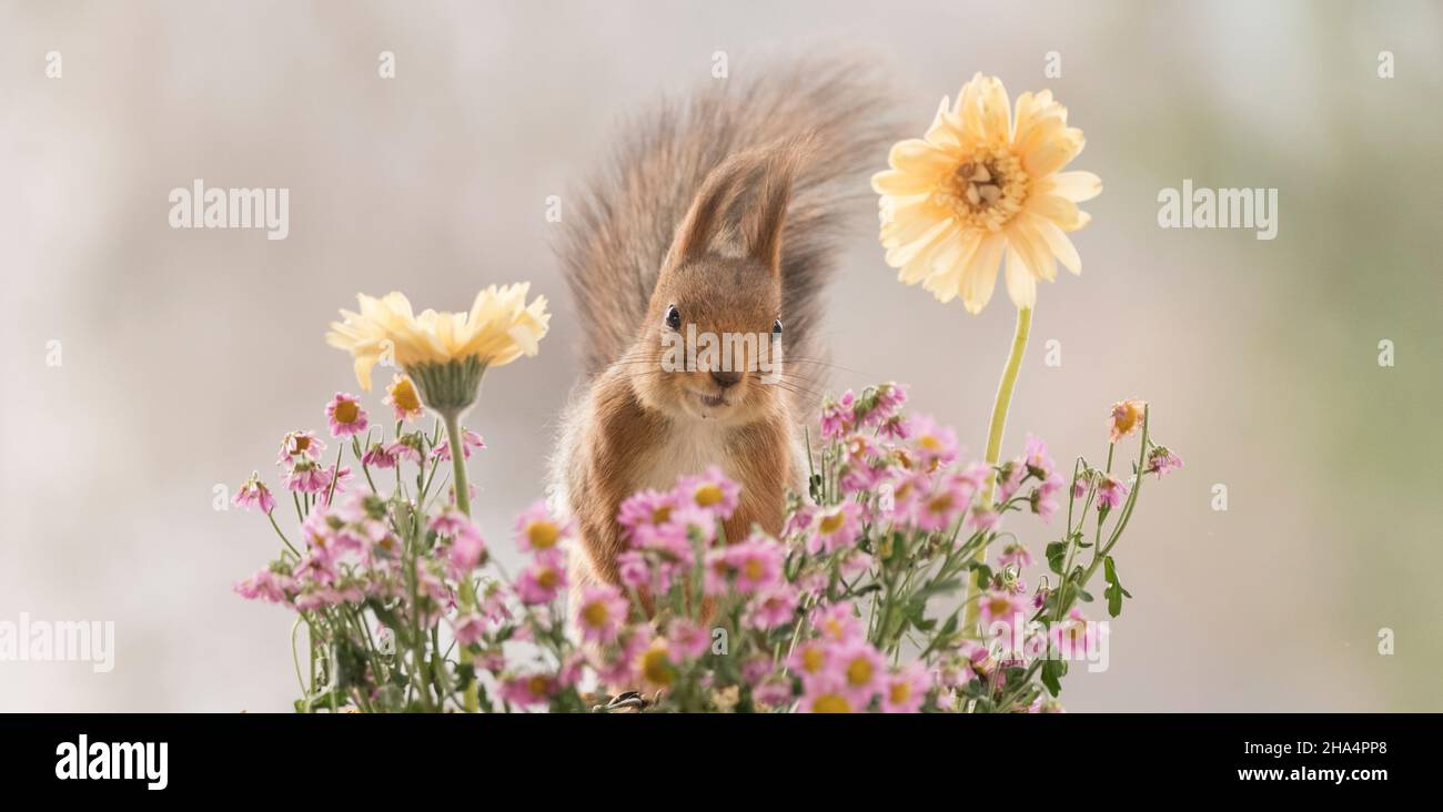 red squirrel is standing behind yellow and lila daisies looks at viewer ...
