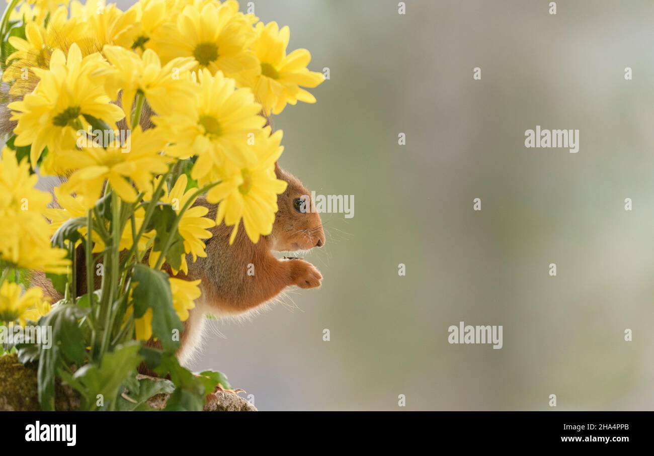 Yellow perennial daisies hi-res stock photography and images - Alamy