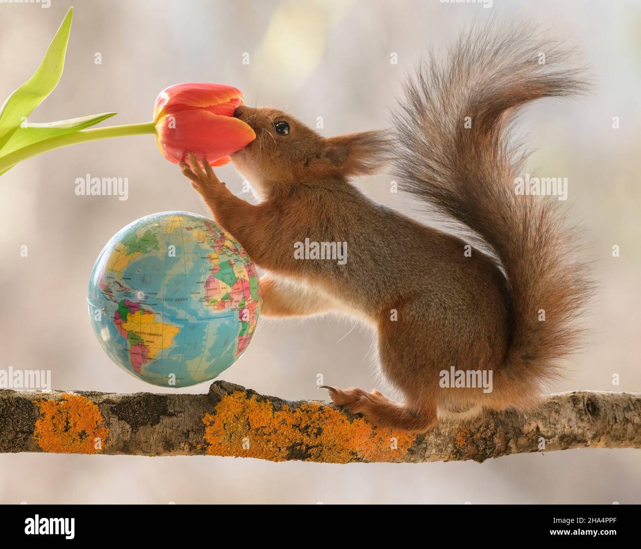 red squirrel is standing with a earth globe smelling a tulip Stock ...