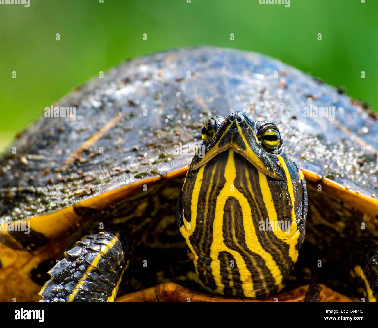 Eastern painted turtle hi-res stock photography and images - Alamy