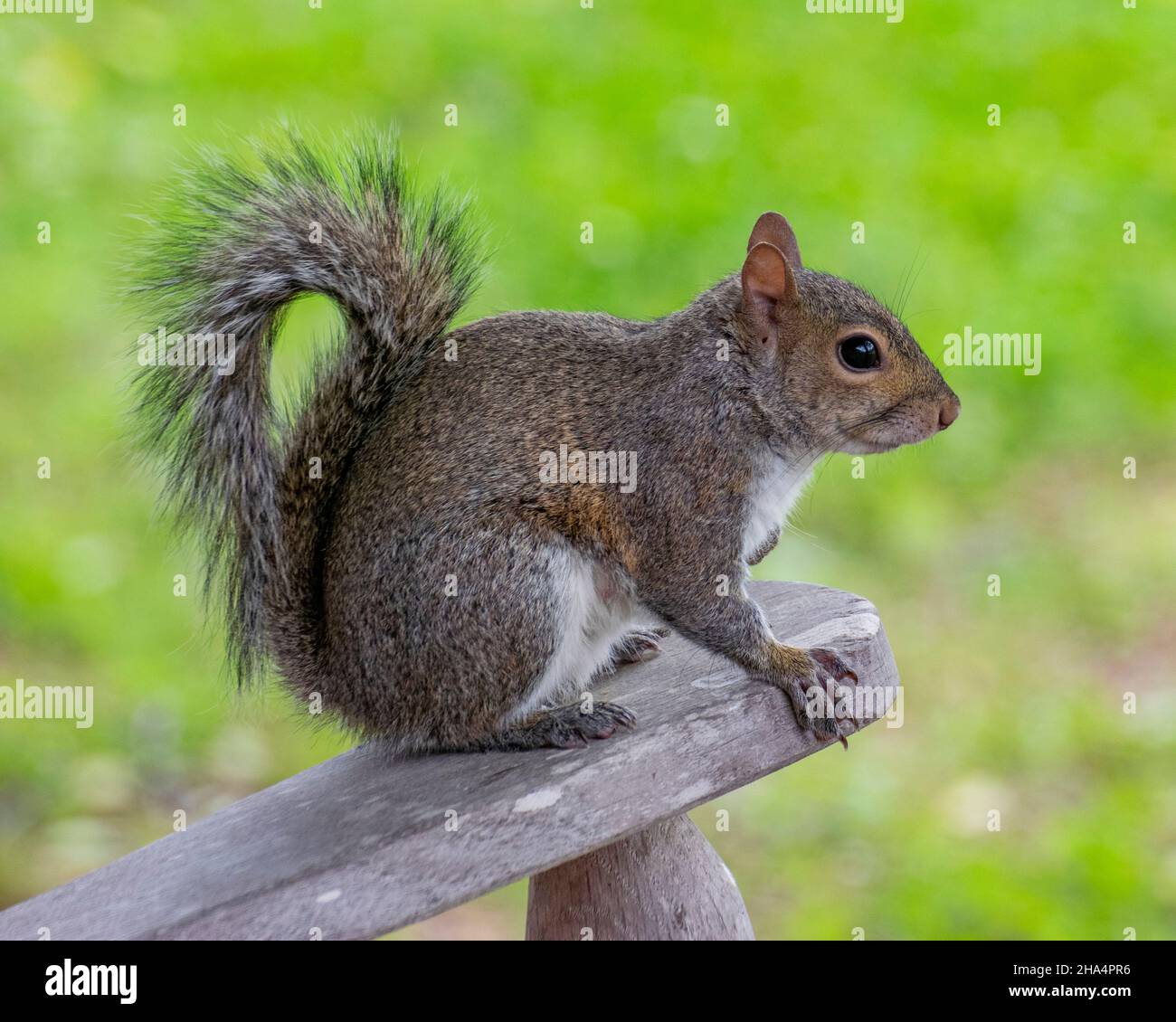 Chair side view hi-res stock photography and images - Alamy