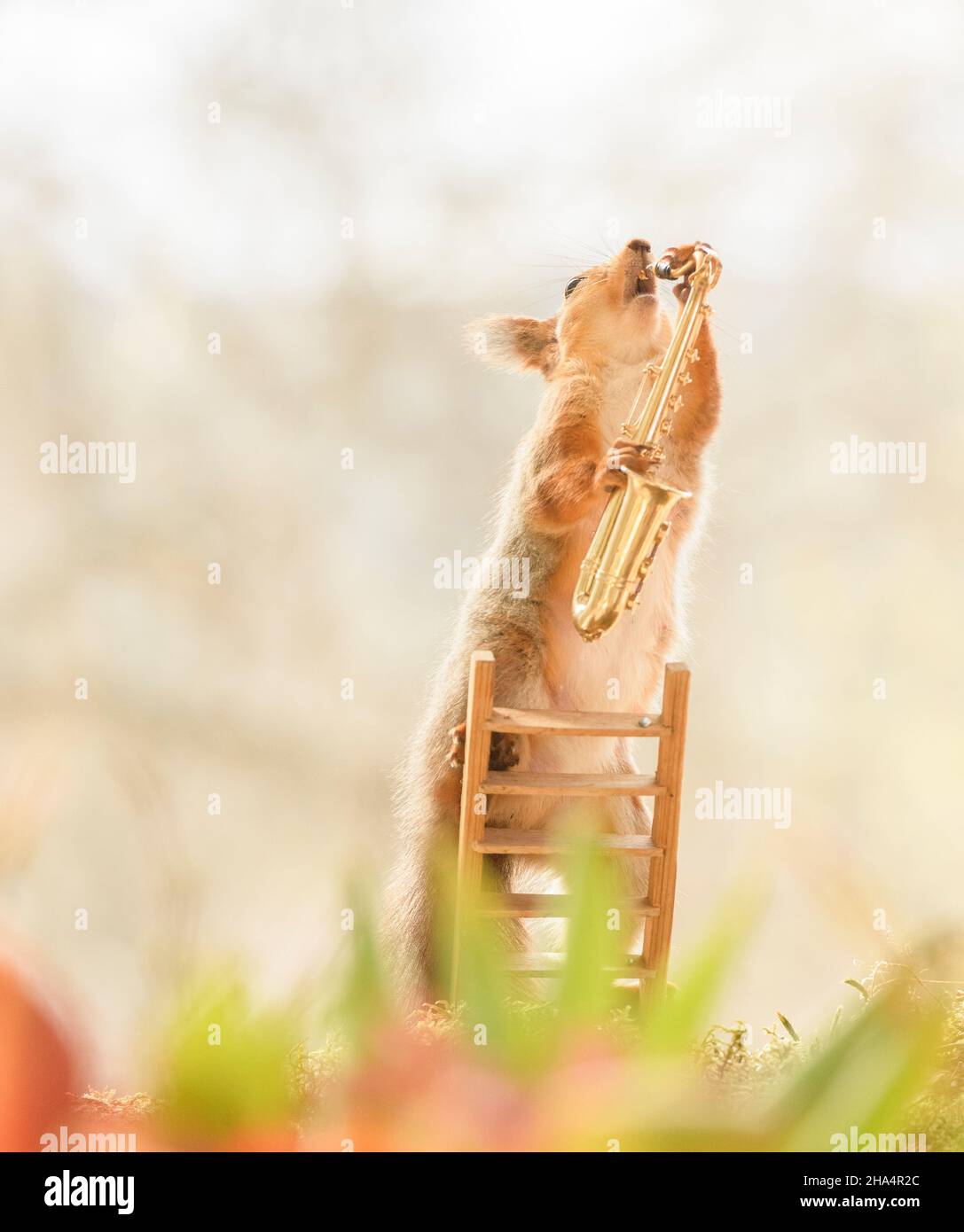 Squirrel open mouth hi-res stock photography and images - Alamy