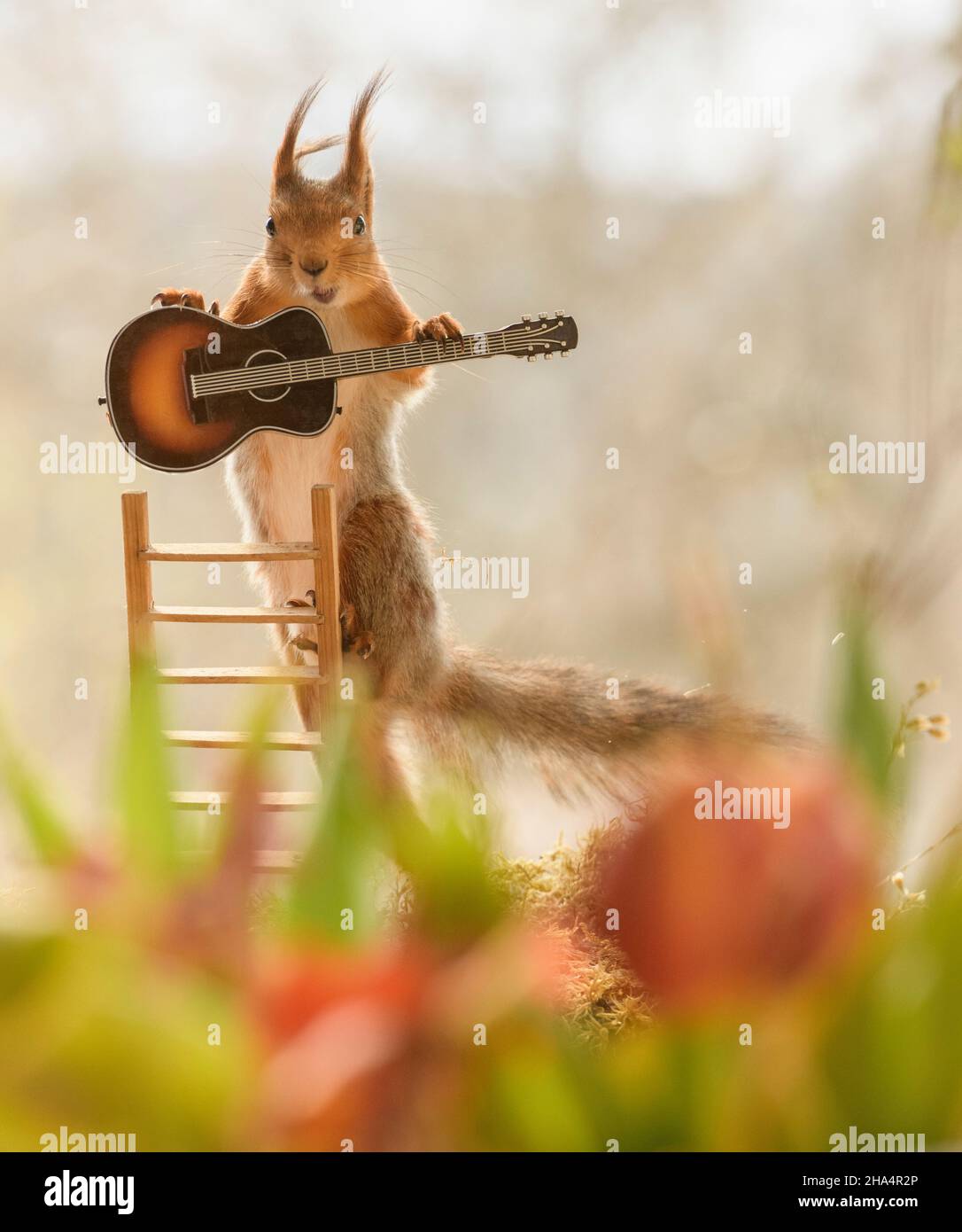 Squirrel with guitar hi-res stock photography and images - Alamy
