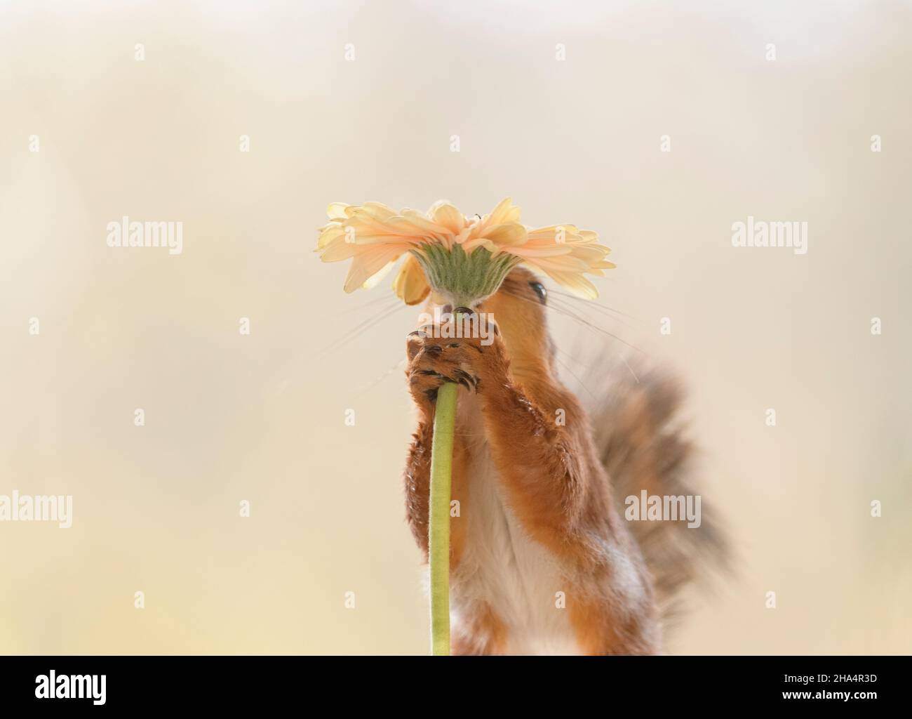 red squirrel standing behind an yellow daisy holding it Stock Photo - Alamy