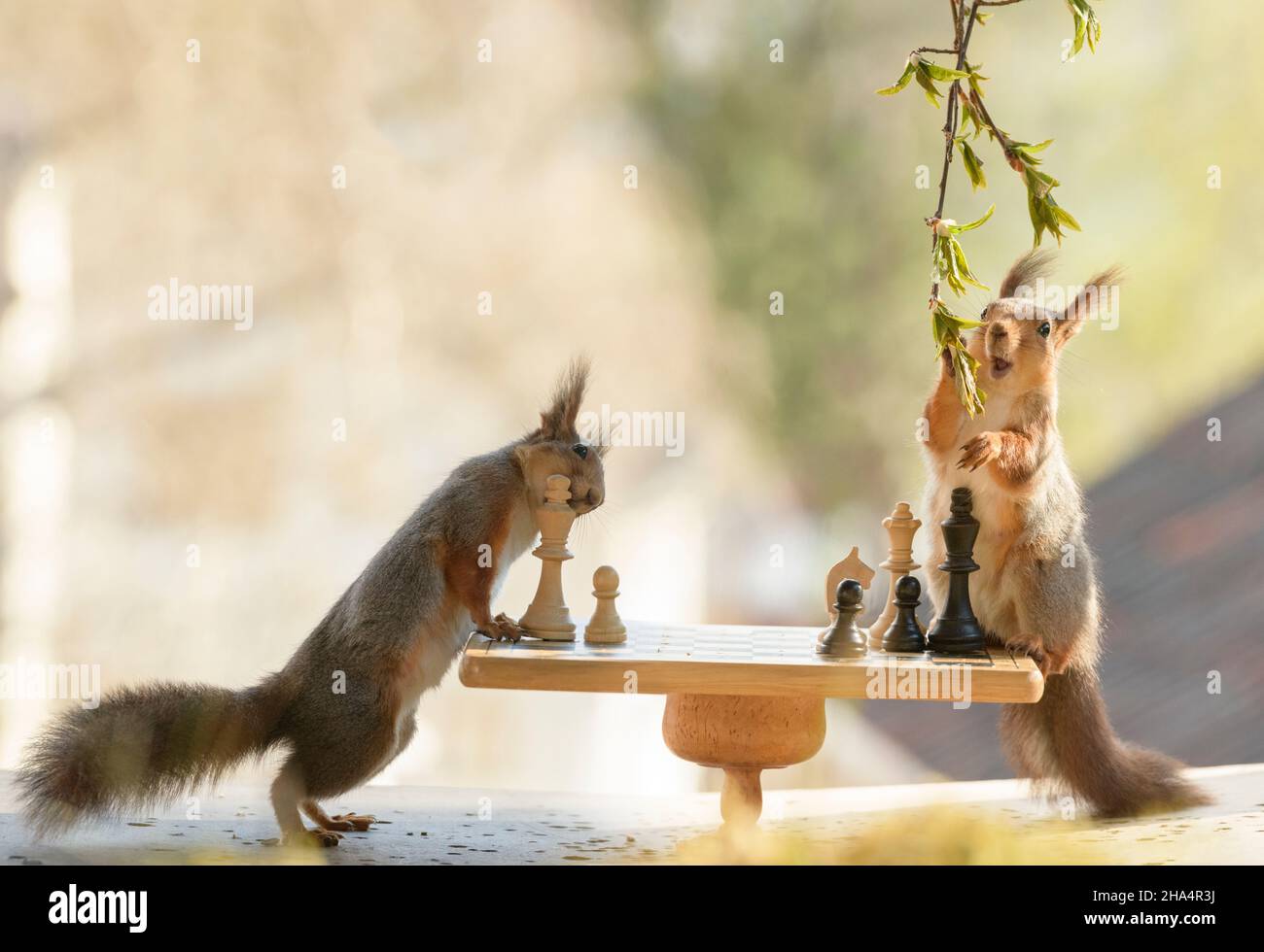 red squirrels are playing an chess game Stock Photo - Alamy