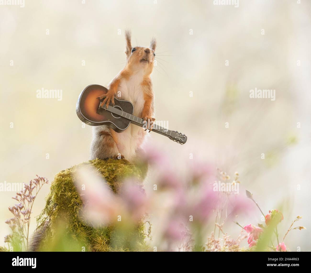 red squirrel is holding a guitar Stock Photo - Alamy