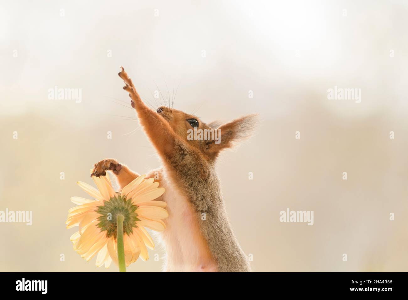 Yellow daisy hi-res stock photography and images - Alamy