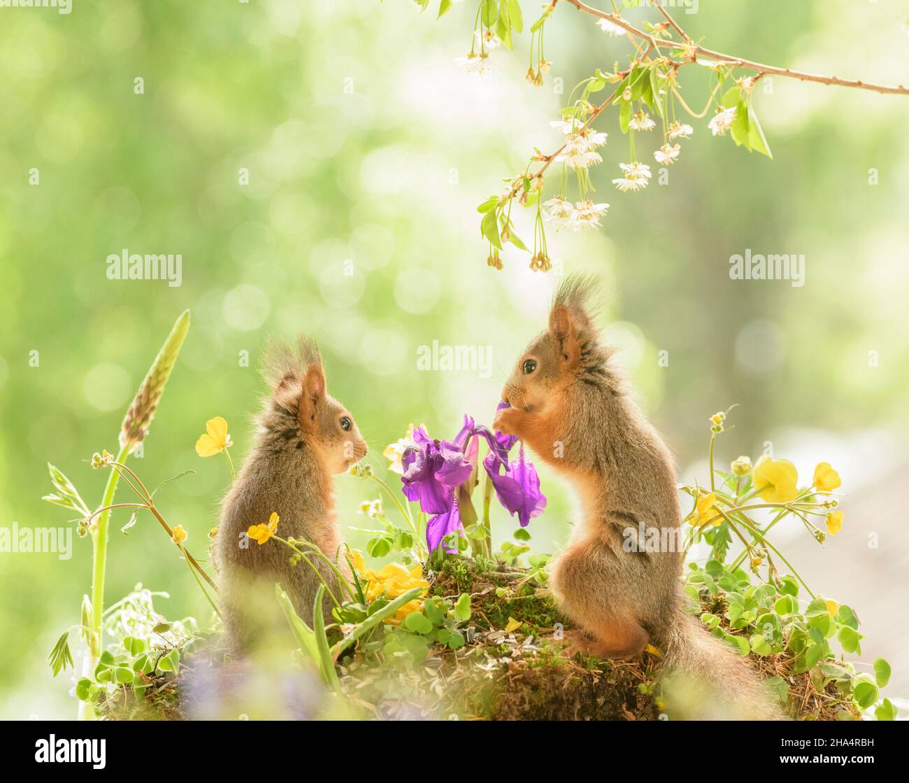 young red squirrels are standing between flowers Stock Photo - Alamy
