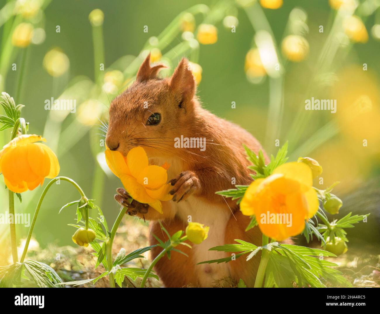 Squirrel male hi-res stock photography and images - Alamy