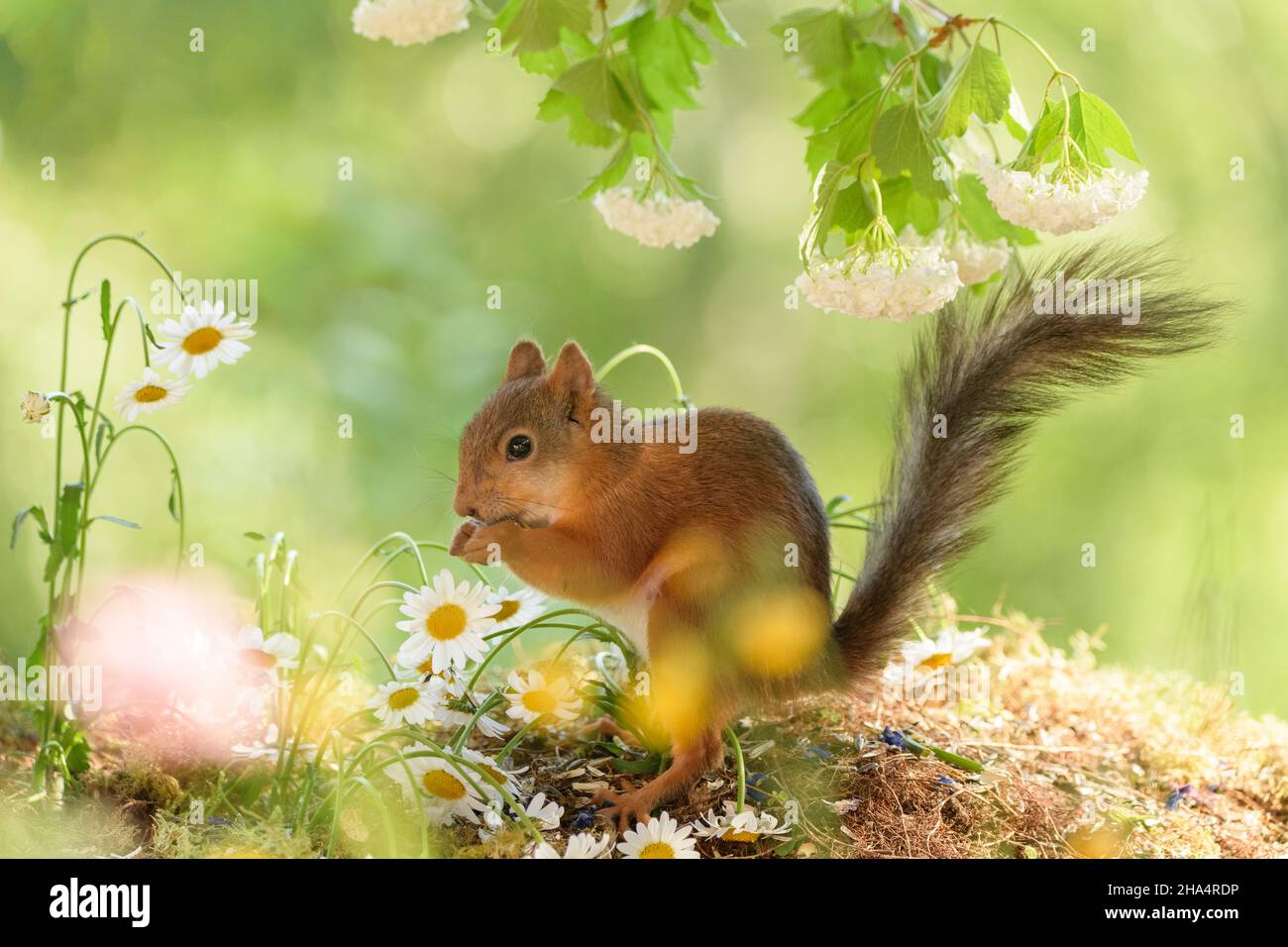 Red Squirrel Is Standing Between Flowers High Resolution Stock ...