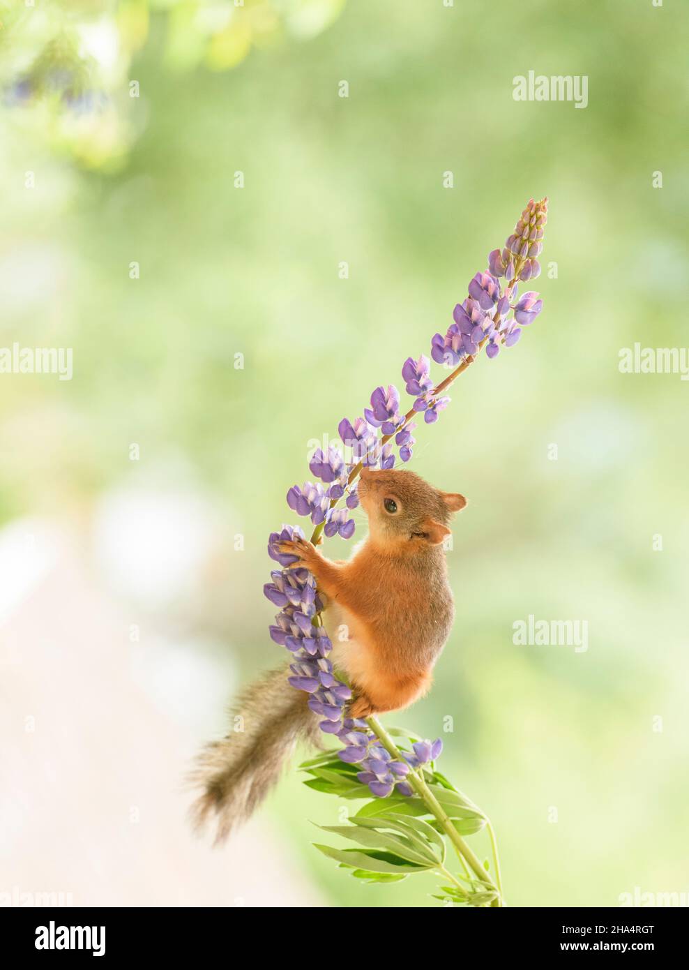 red squirrel is climbing in purple lupine flowers Stock Photo - Alamy