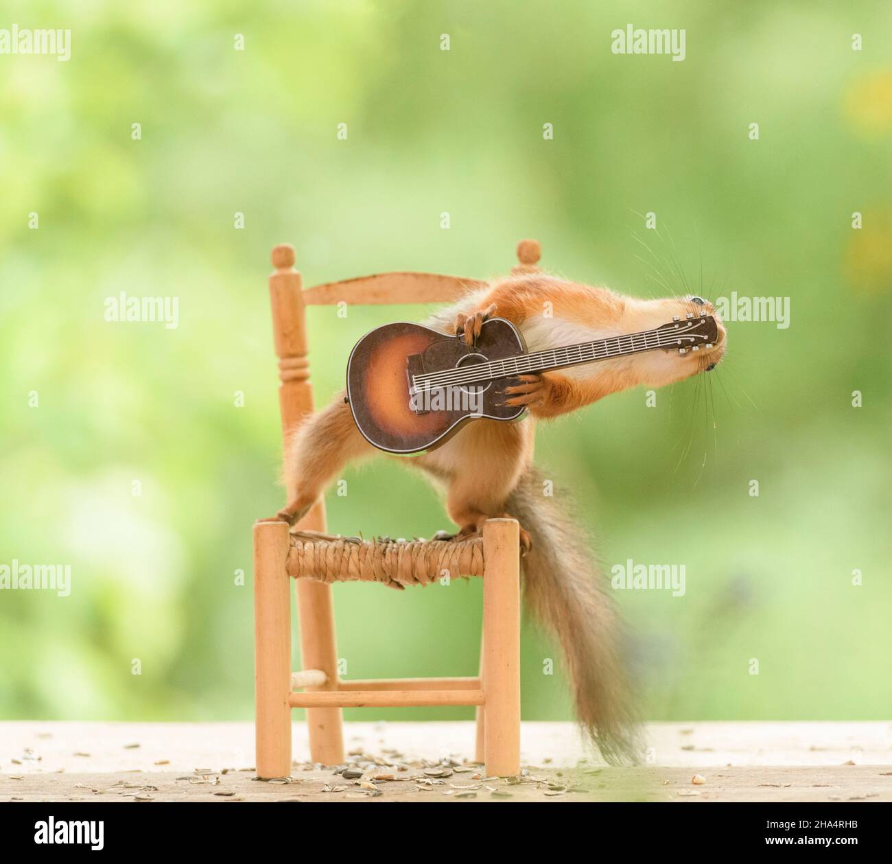 red squirrel is holding an guitar on an chair Stock Photo - Alamy