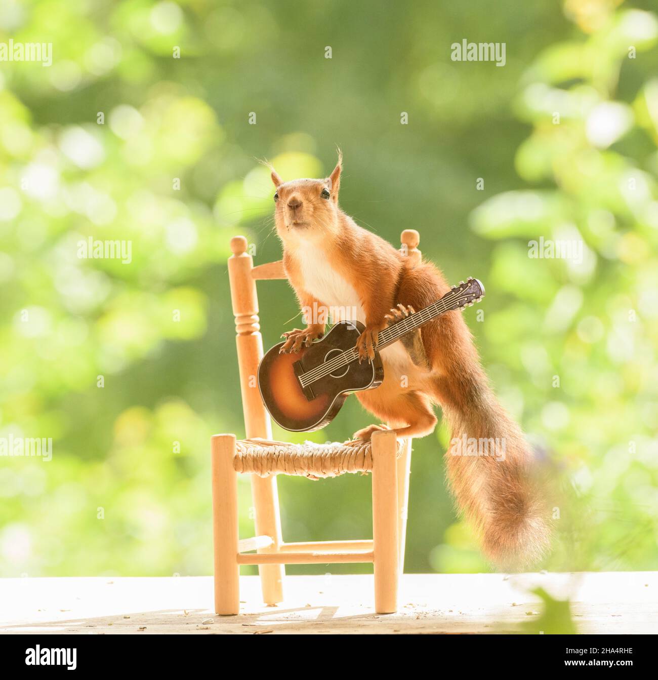 red squirrel is holding a guitar on a chair Stock Photo - Alamy