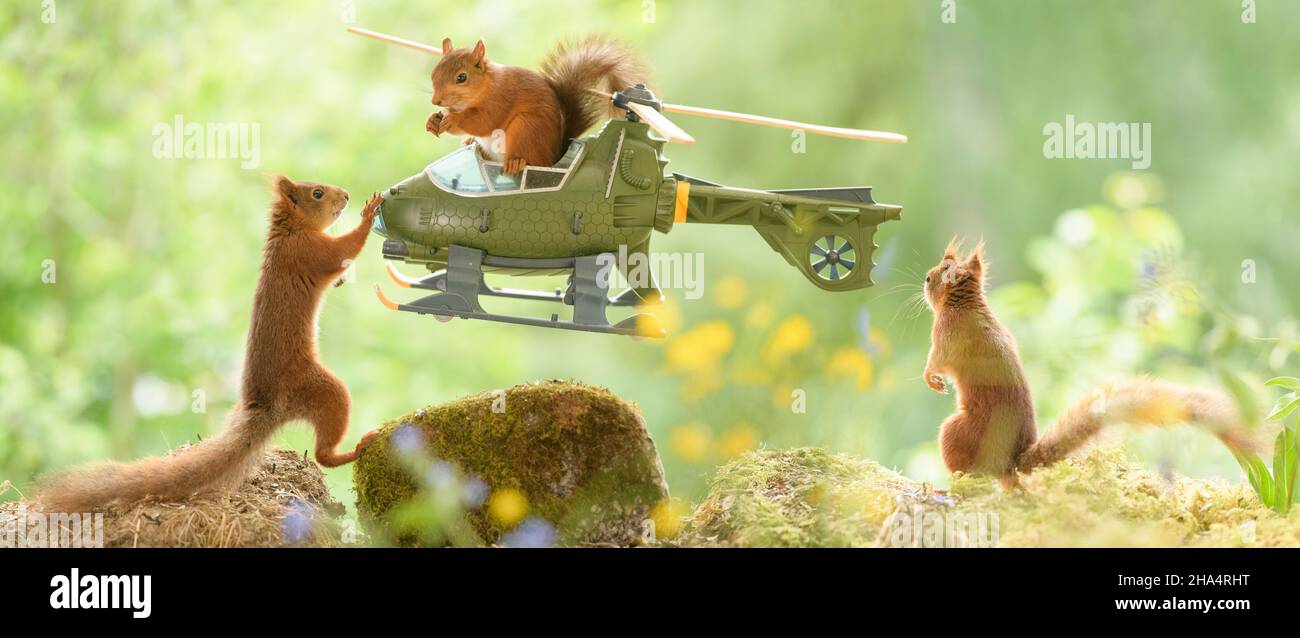 red squirrel sitting in an helicopter Stock Photo - Alamy