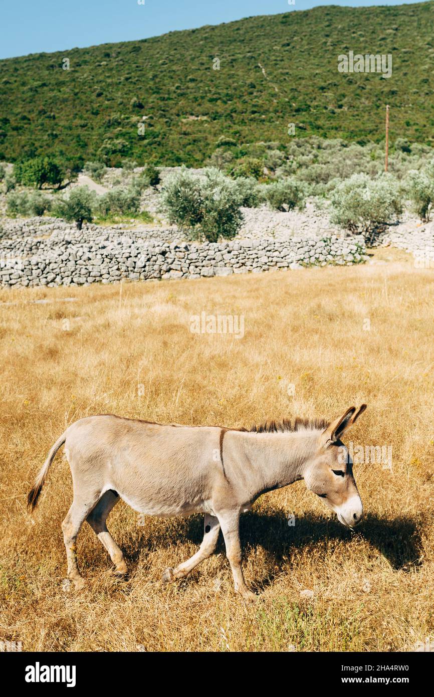 Short donkey hi-res stock photography and images - Alamy