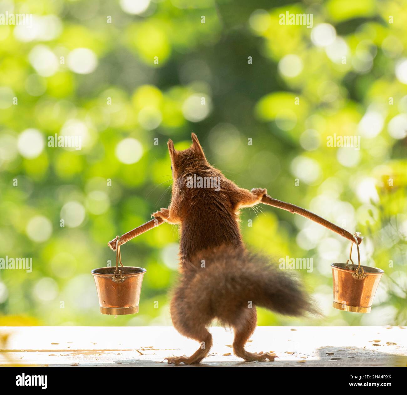 red squirrel is holding a stick with water buckets Stock Photo - Alamy