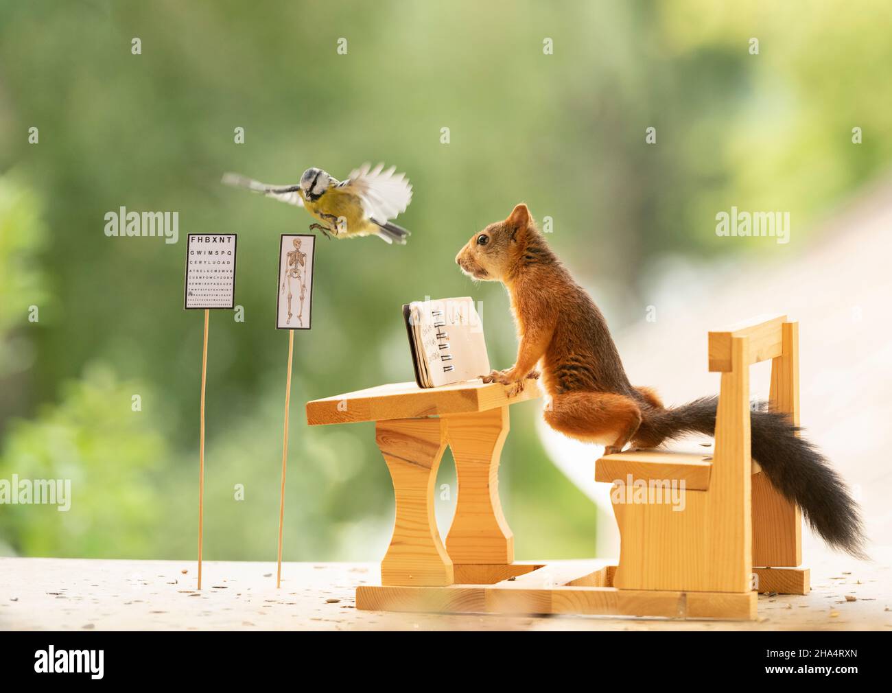 red squirrel and titmouse are standing with desk and a book Stock Photo ...