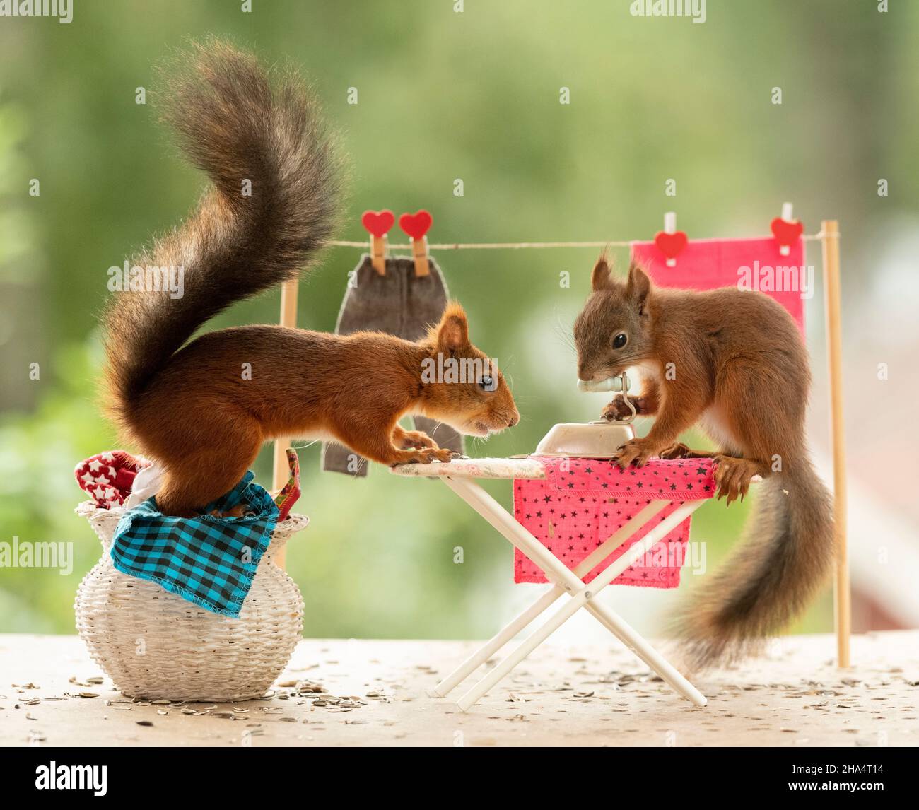 red squirrels are standing with an ironing board Stock Photo - Alamy