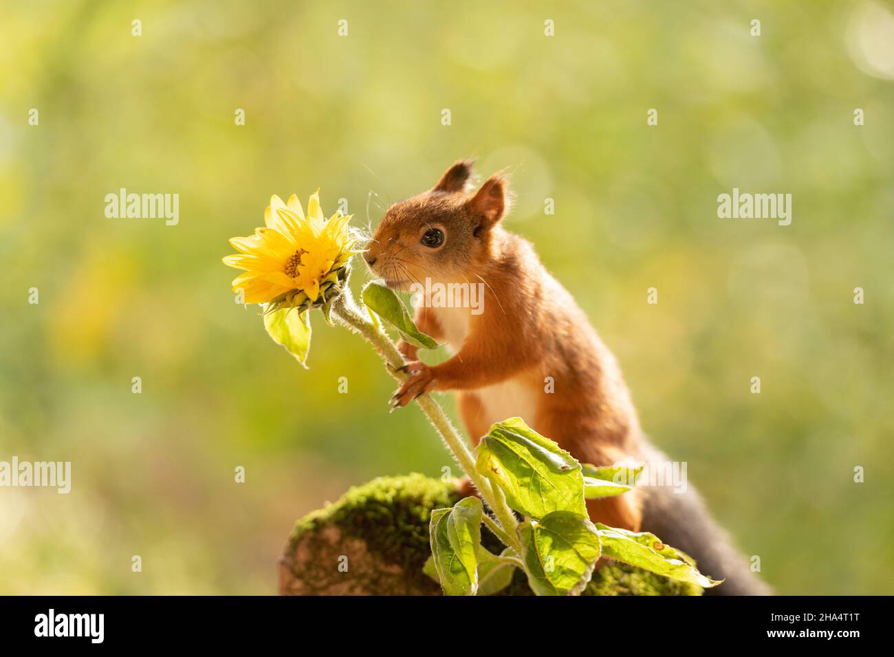 Red squirrel is holding a sunflower hi-res stock photography and images ...