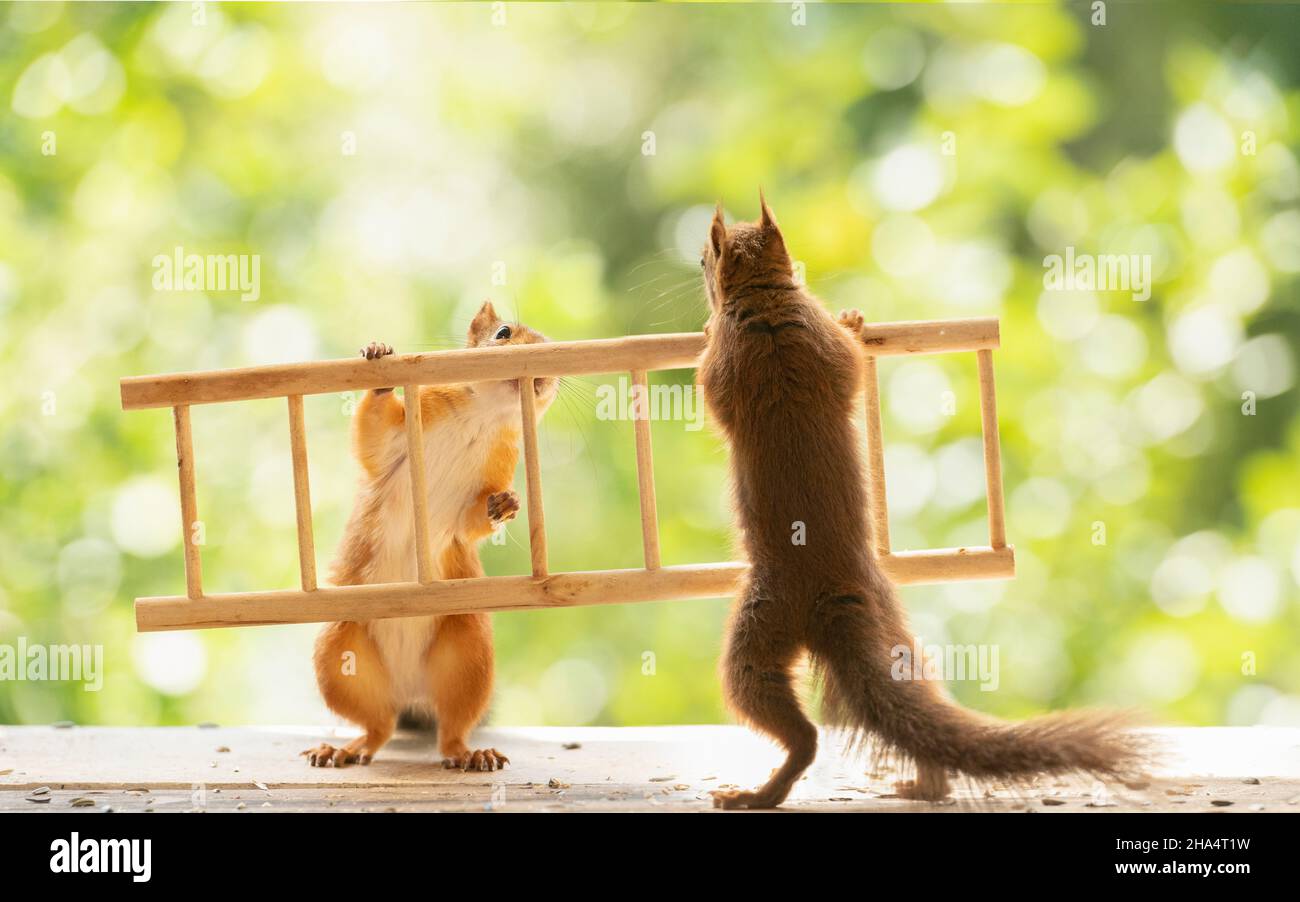 red squirrels are holding a ladder Stock Photo - Alamy